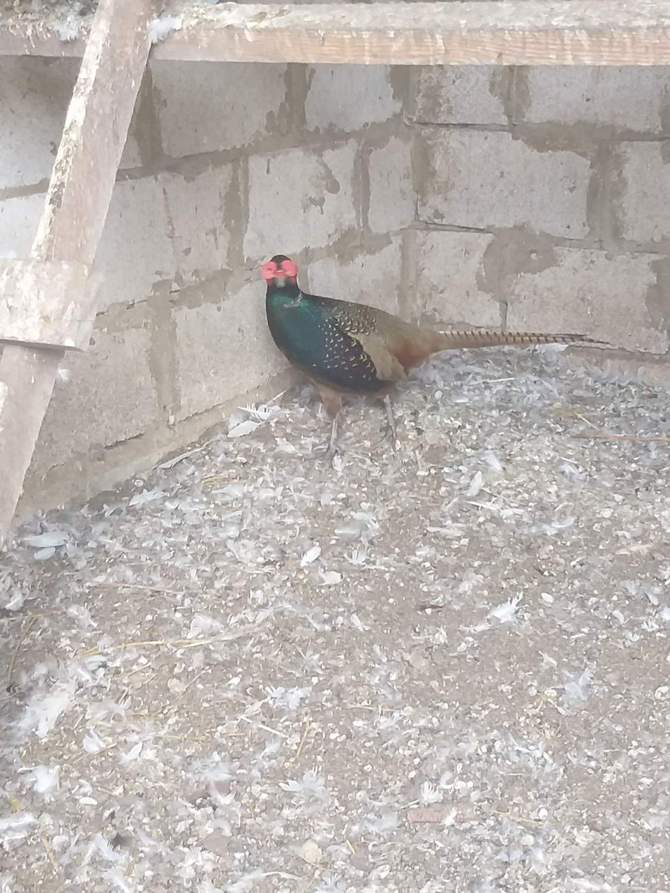 Cumpar pasari si animale exotice, pentru minizoo. Fazani (diferite specii), gaini (Diferite specii)