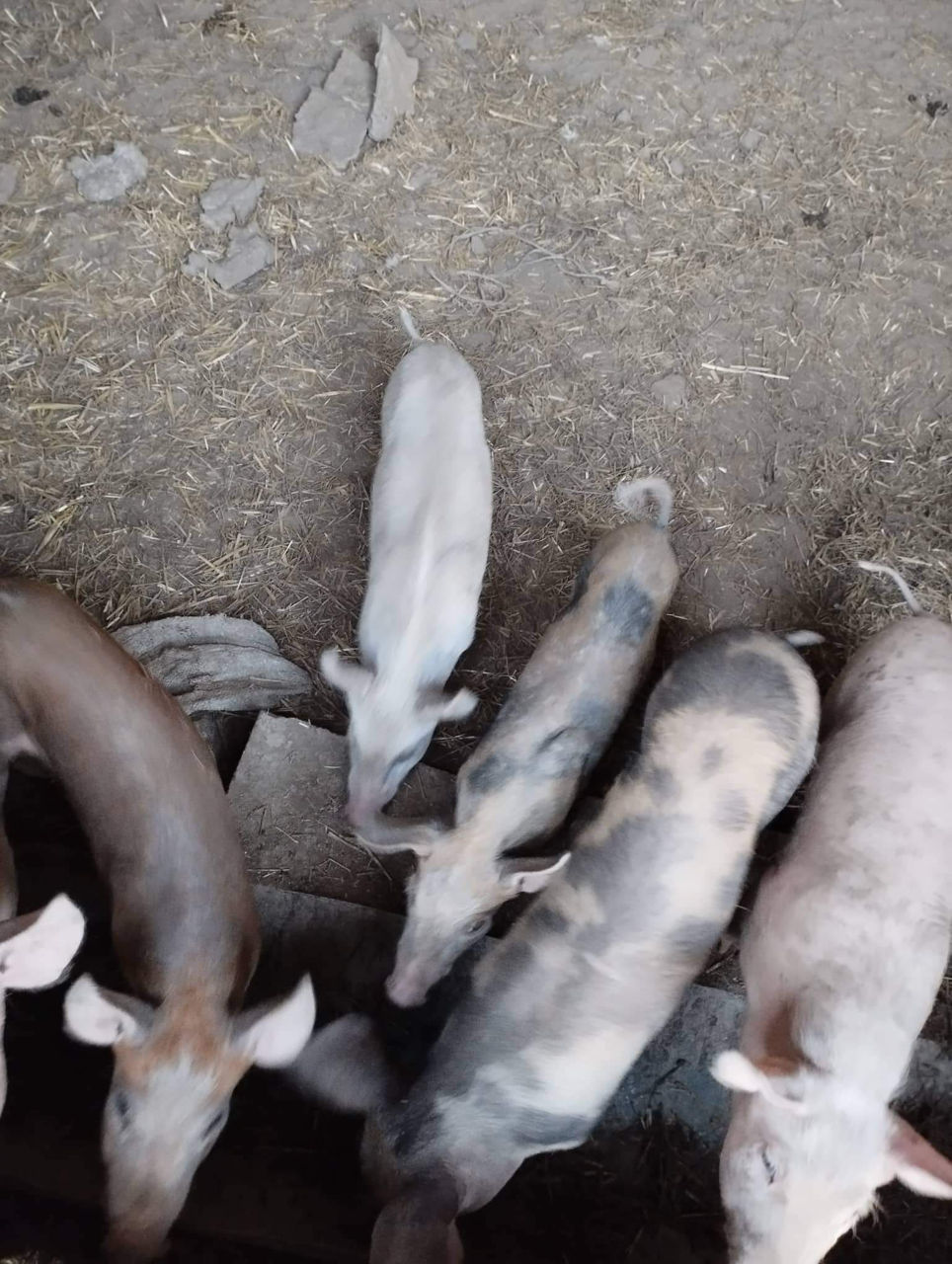 Purcei gata de vinzare