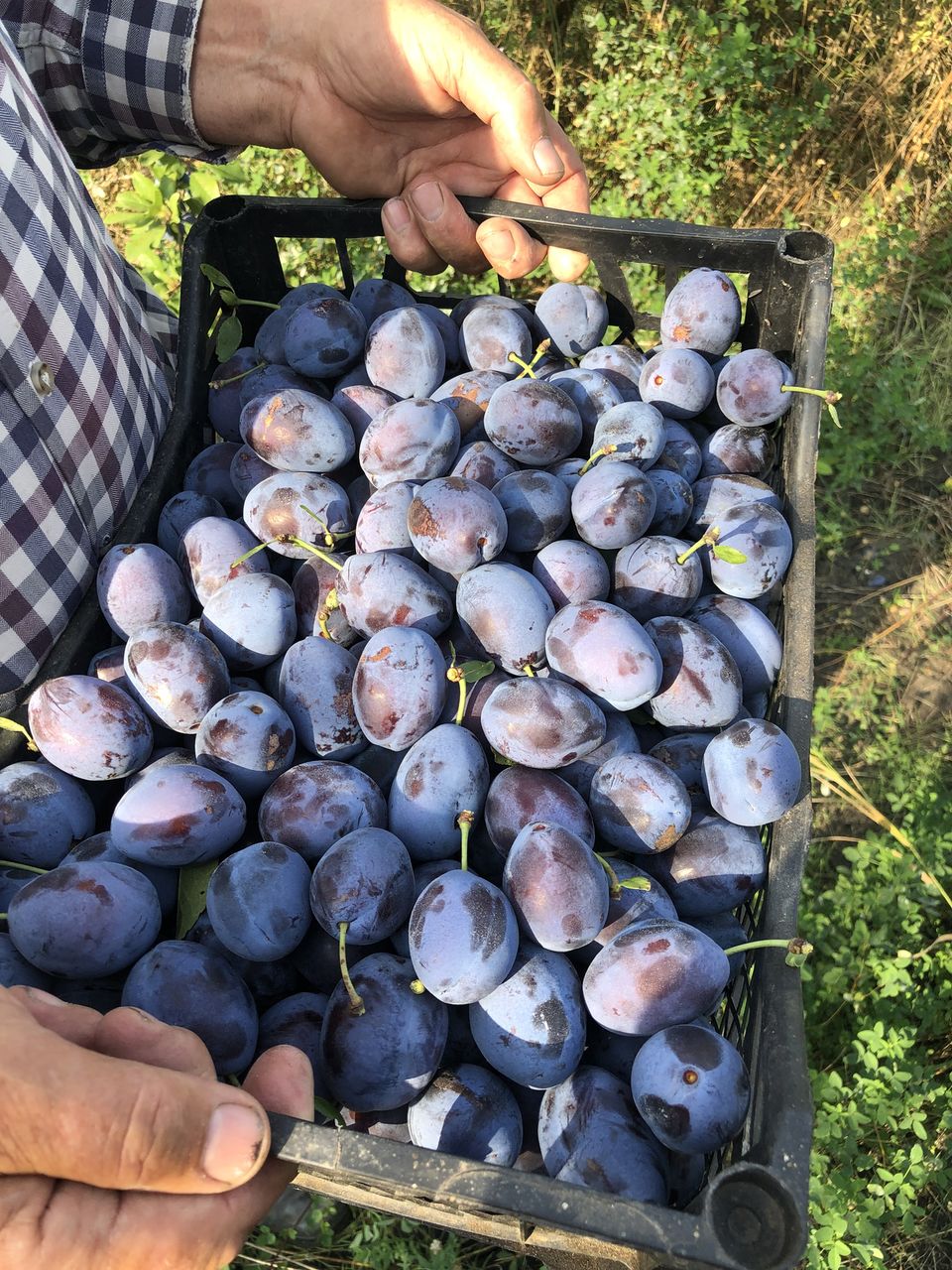 Livada In arenda: Mere, Prun, Cais