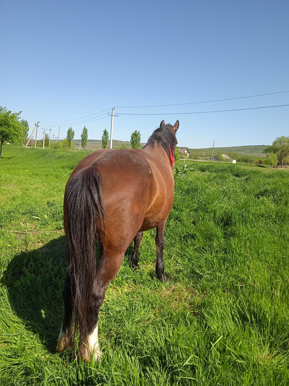 Se vinde cal de talie mare