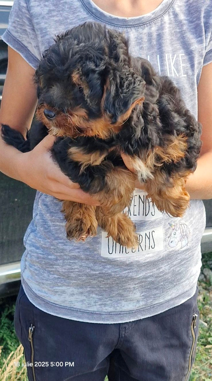 Vand 2 catelusi pudel