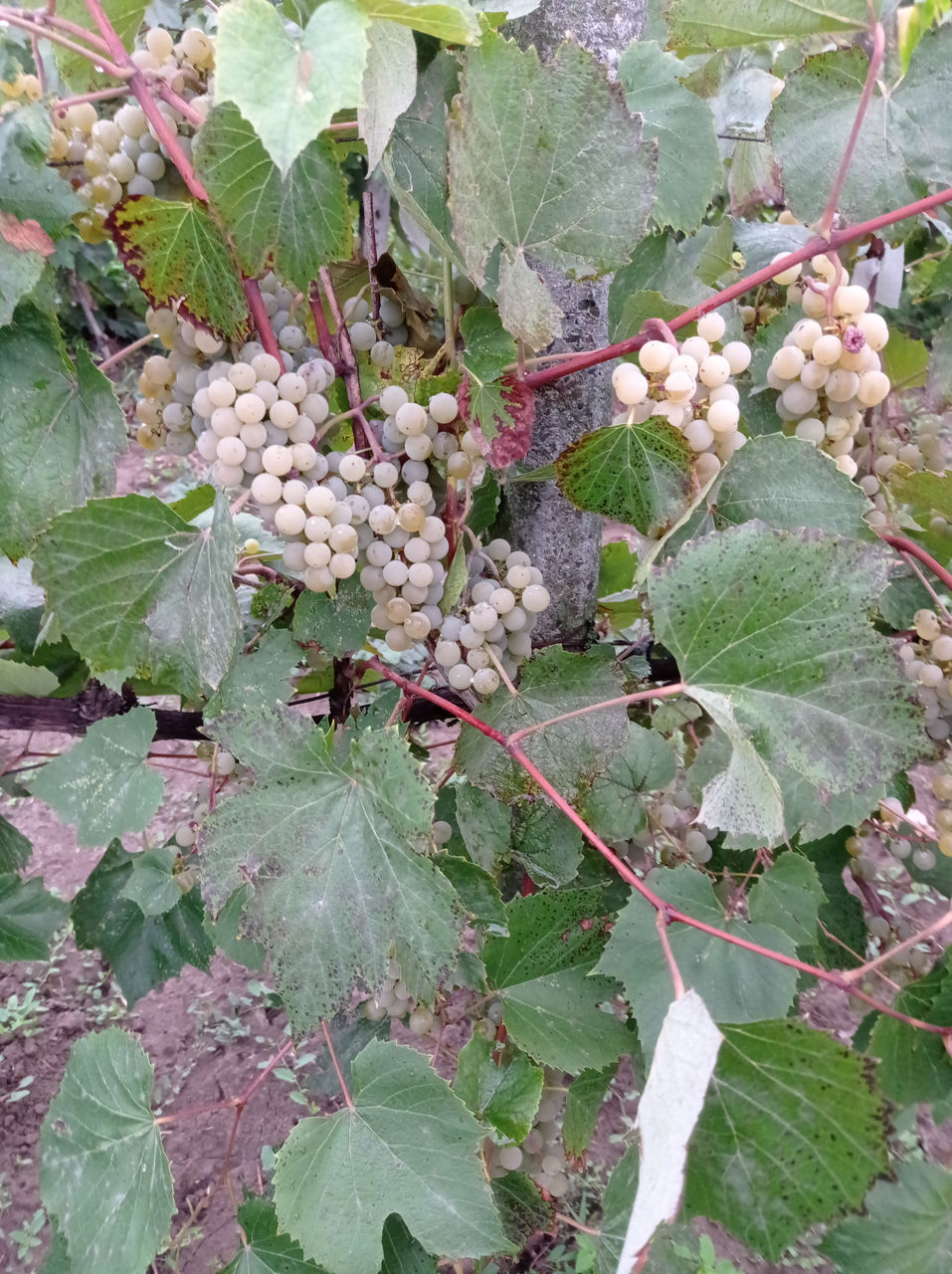 Vind poama nova sau căpșună alba cum se mai zice