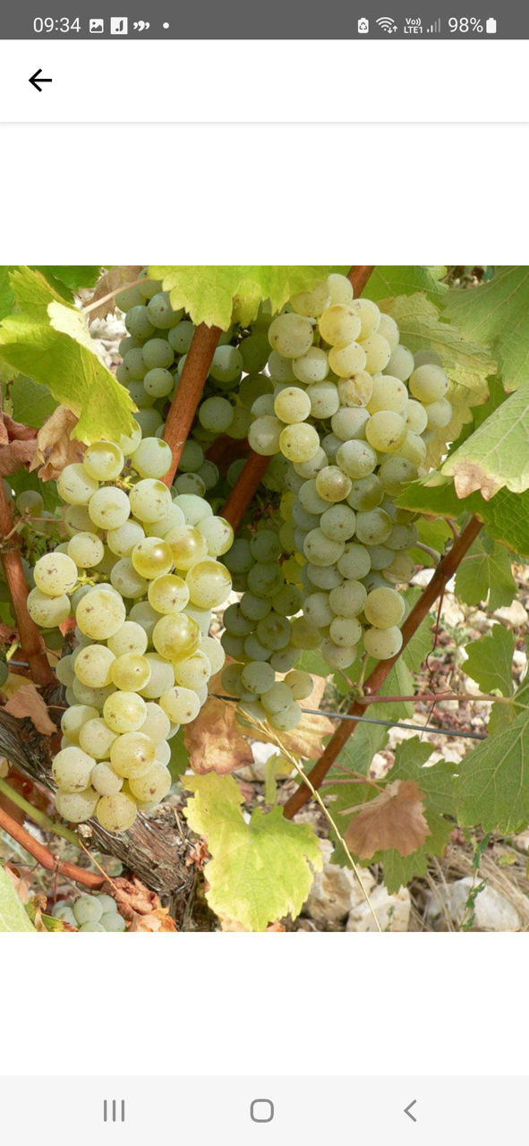 Poama Noha..(capsuna alba)100%ecologica