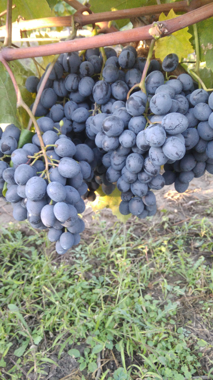 Poama Moldova