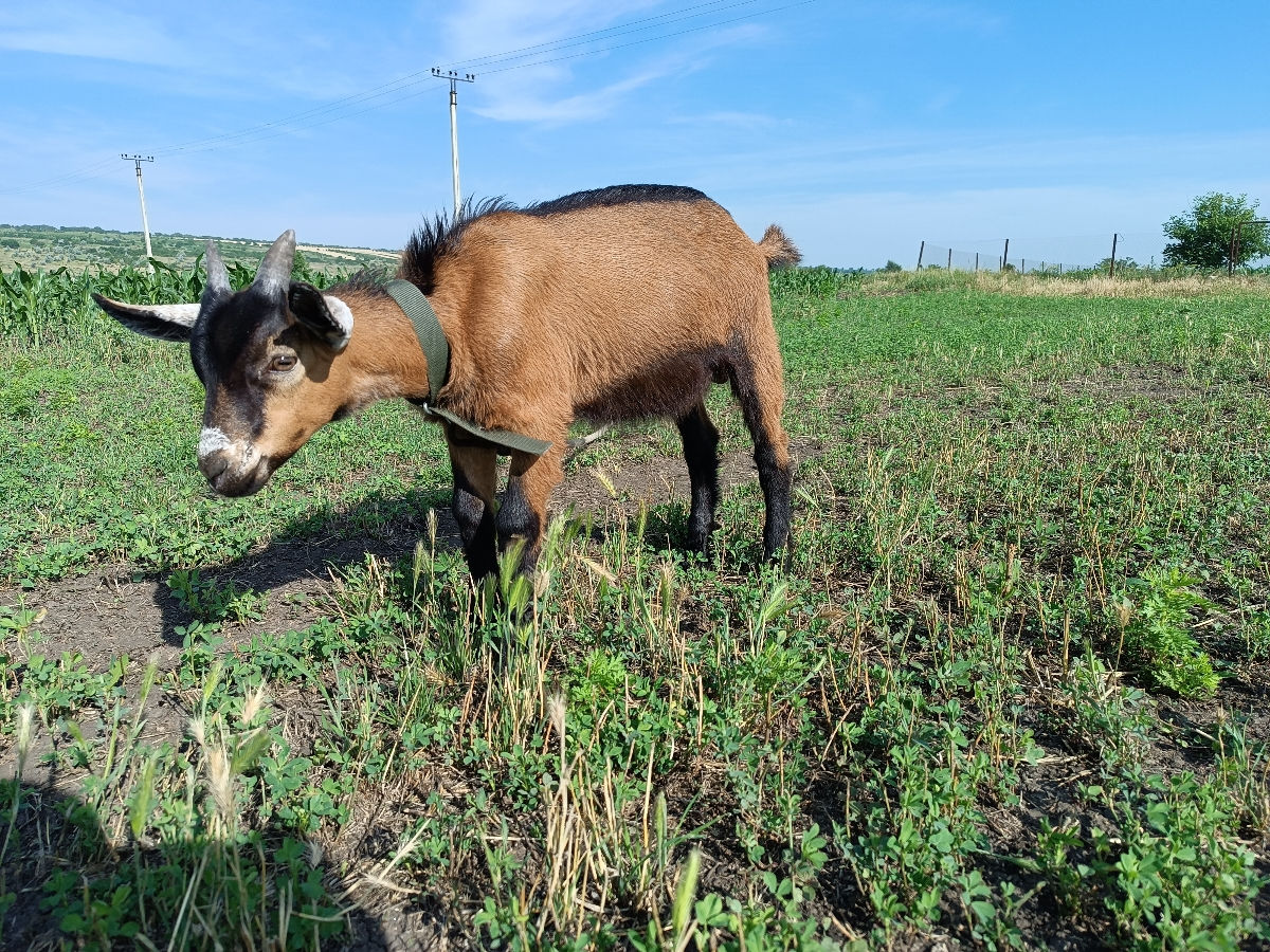 Capra cu 2 iezi.