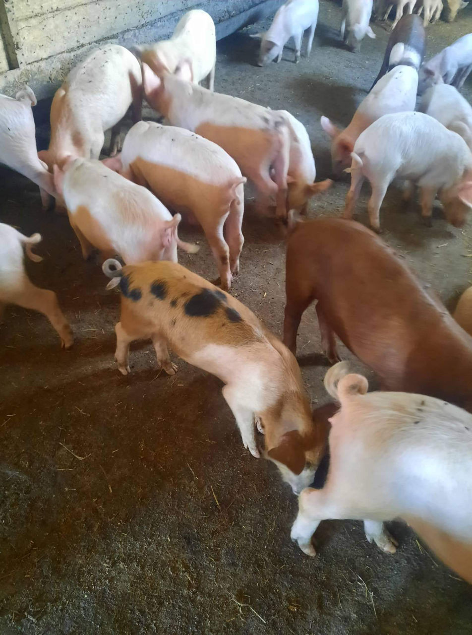 Vând porci rasa de carne 17-20 kg