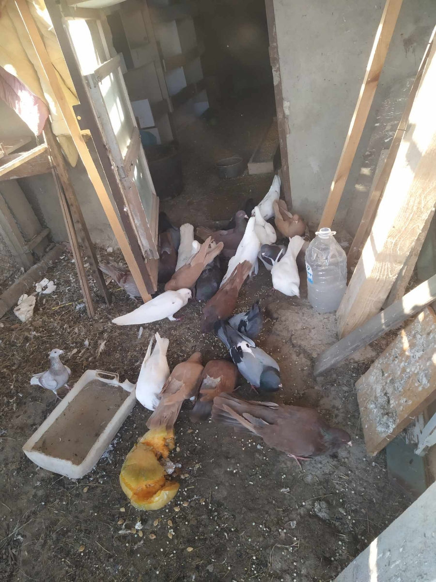 Vînd porumbei Rimschie king