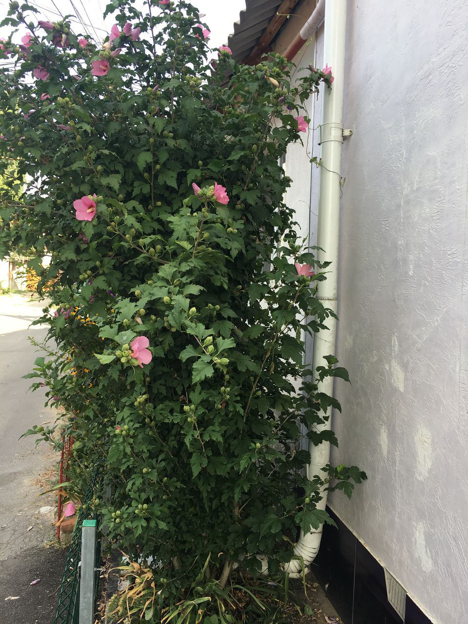 Copac, care înflorește foarte frumos, nu este pretențios, este foarte ...