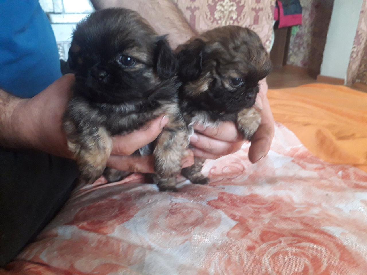 Se vind kinisori de rasa pikinez