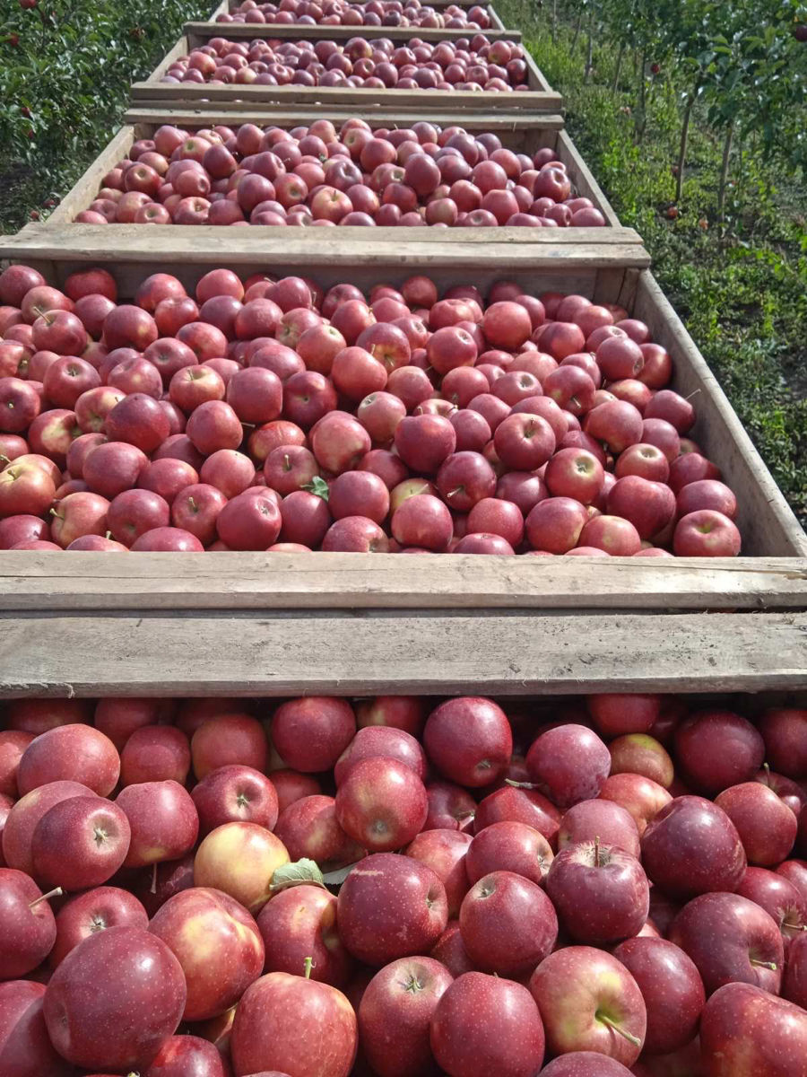 Vând mere Red Jonaprince și Red Delicios! Merele sunt la frigider și ...