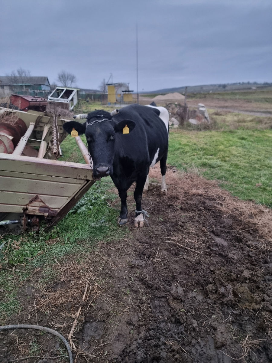 Vind vaca mulgatoare