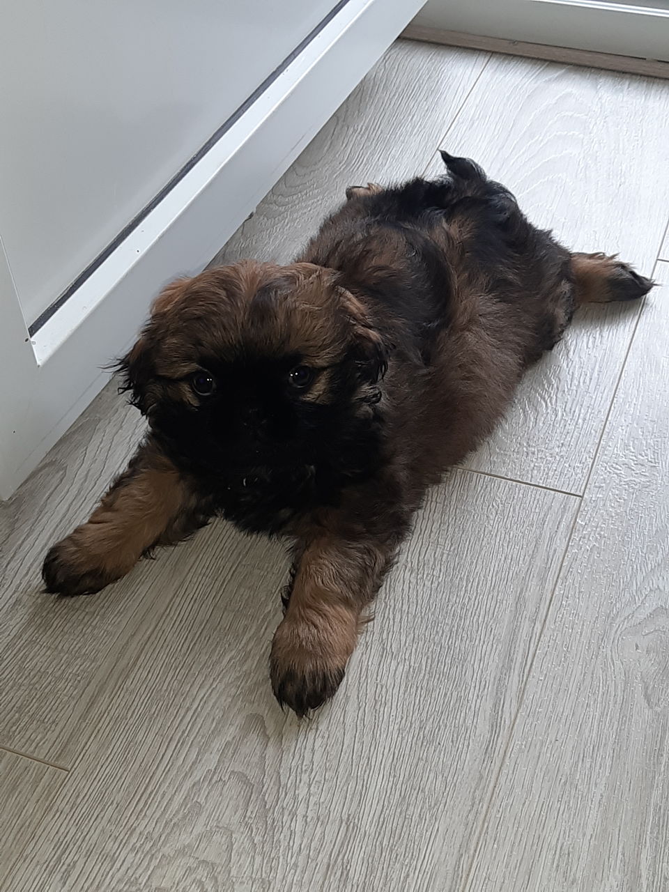 Vând un cățel de două luni, rasa pechinez imperial