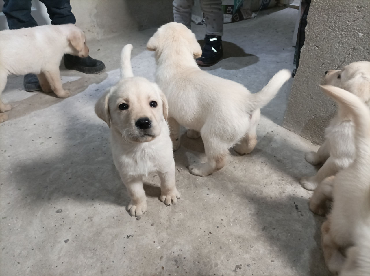 Vind căței de Labrador