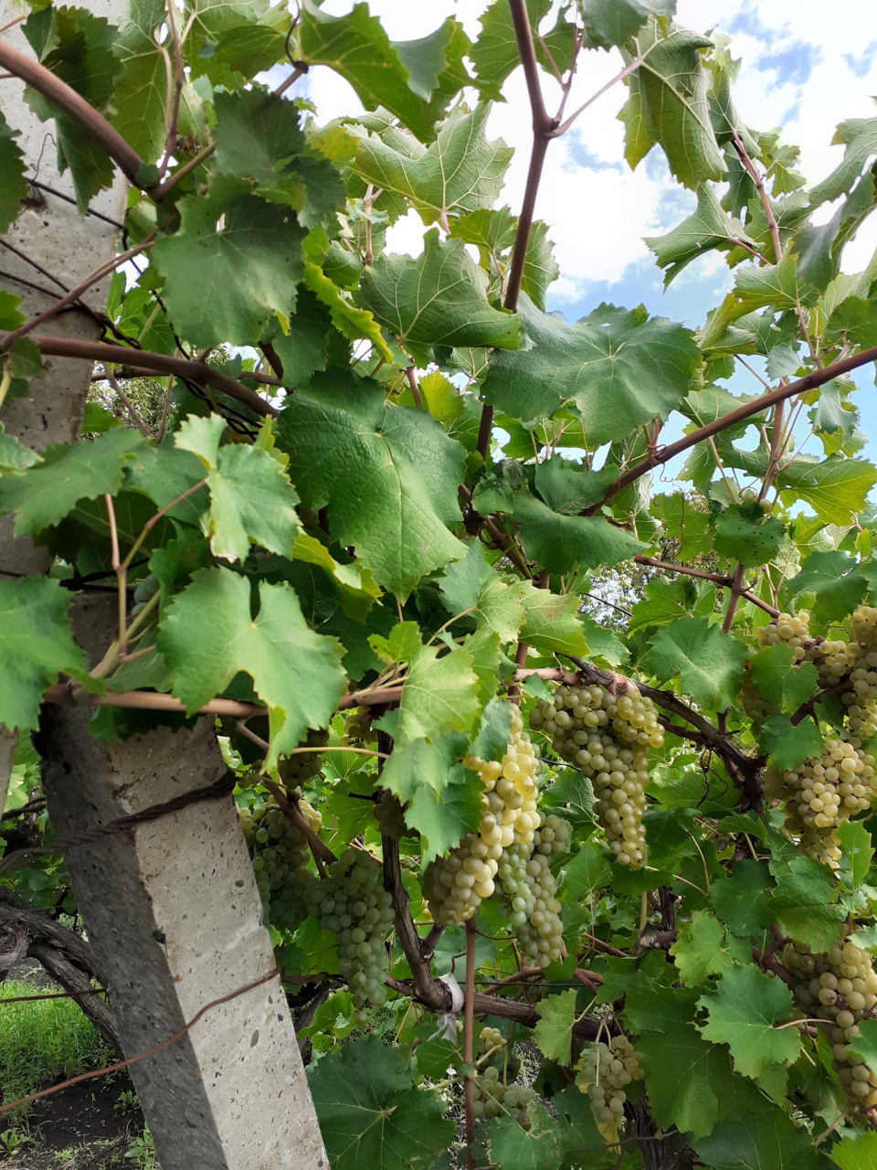 Poama Alba Savinion + LIVRARE