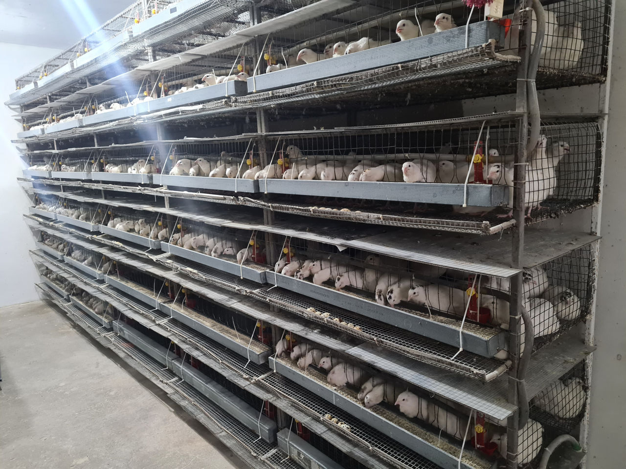 Vind oua de prepelite alimentare