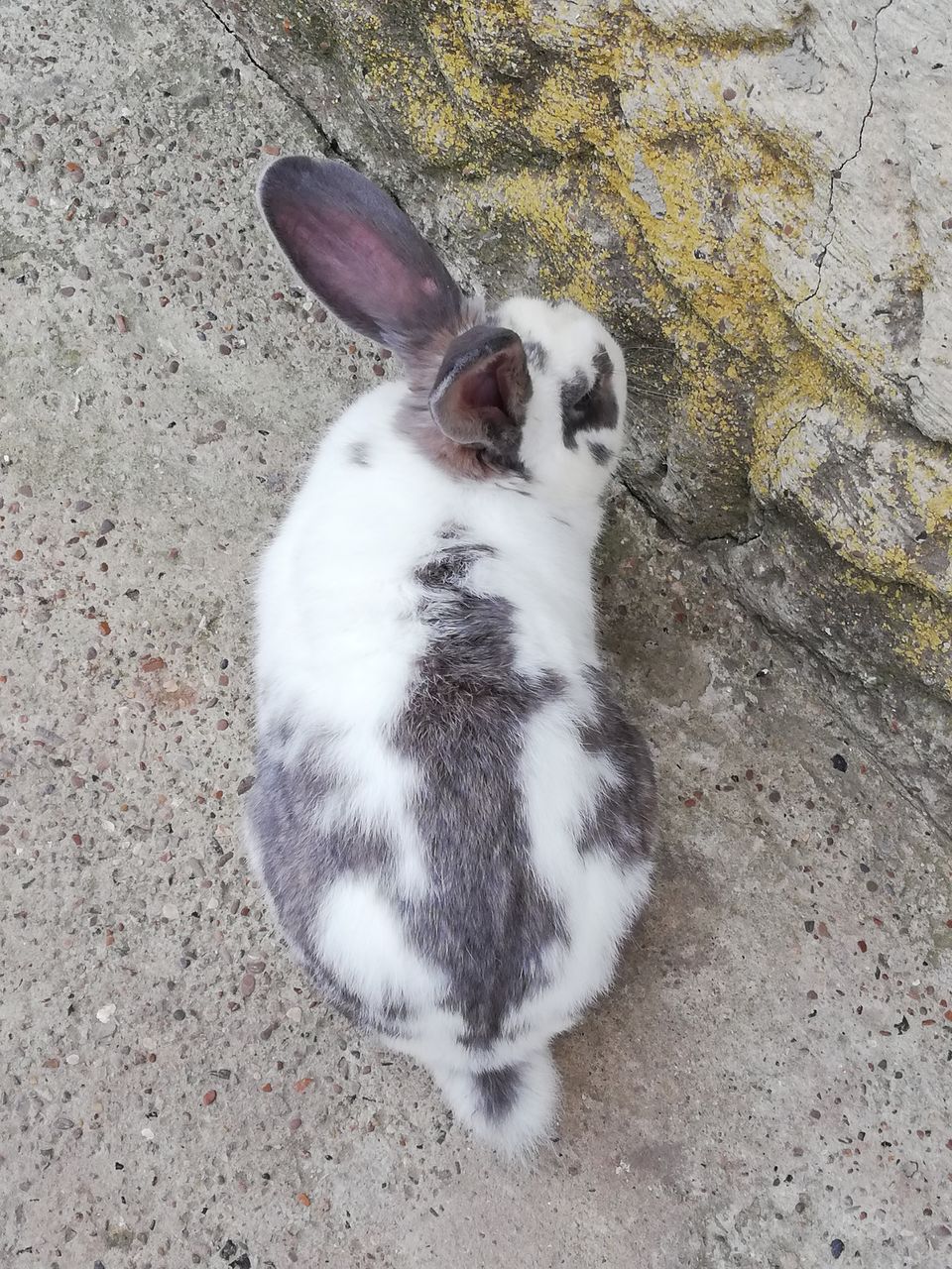 Iepuroi