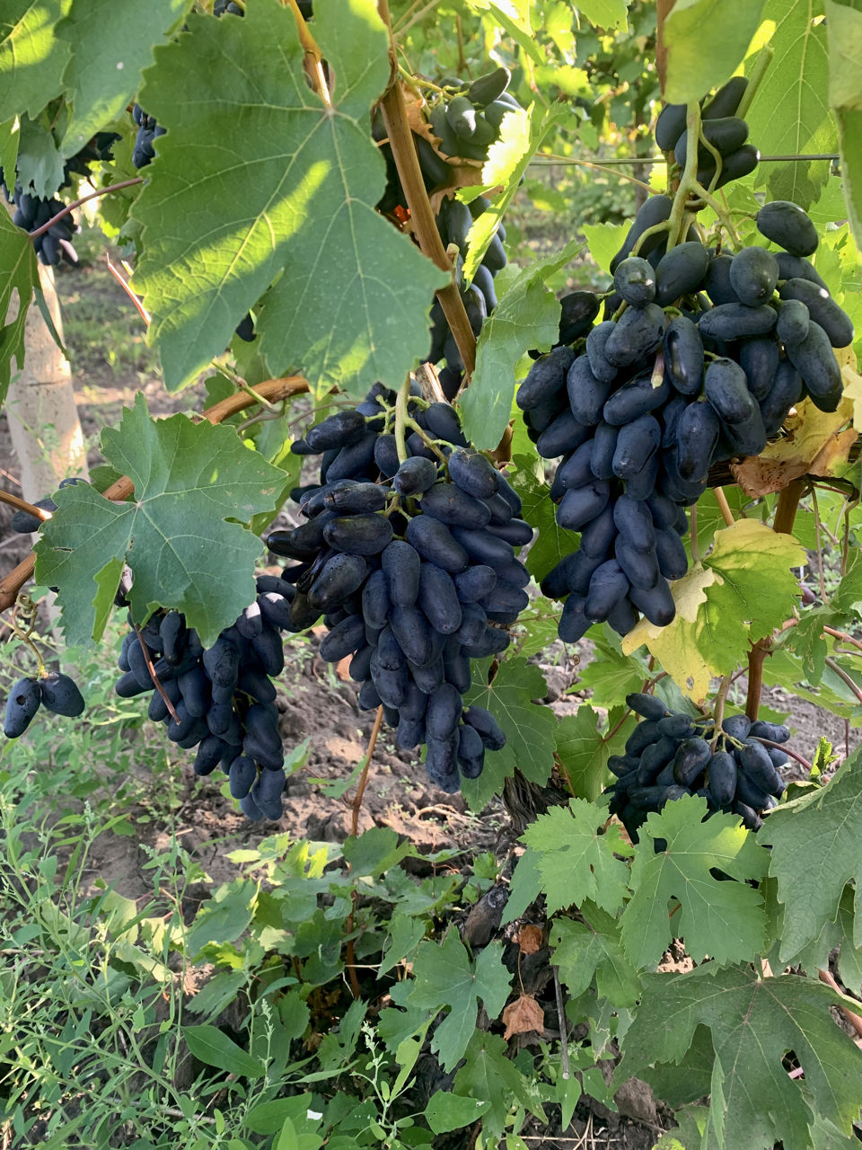 Struguri Odeskii Suvenir