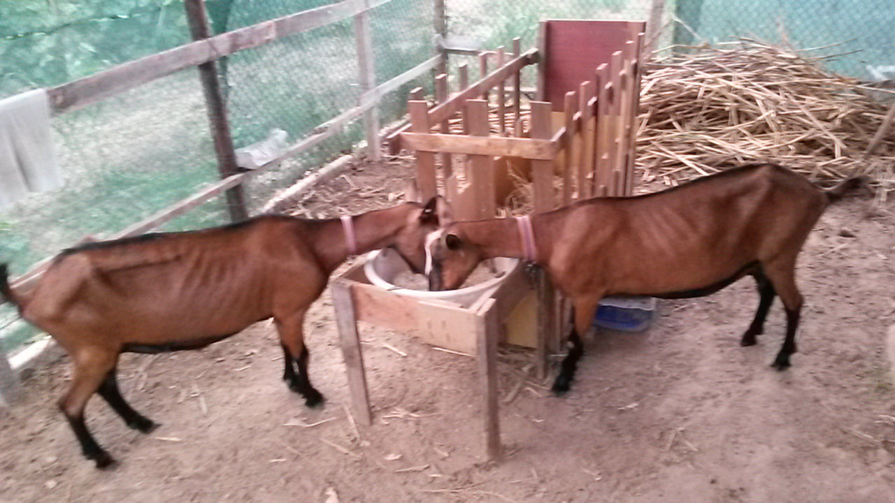 Lapte si brinza de capra de rasa Alpina-Franceza gustos si fara miros