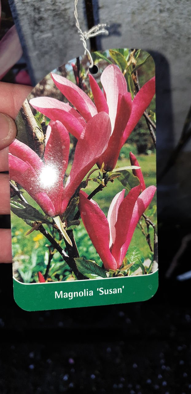 Copac de magnolia crescut la noi in moldova adaptate cu conditiile meteo.