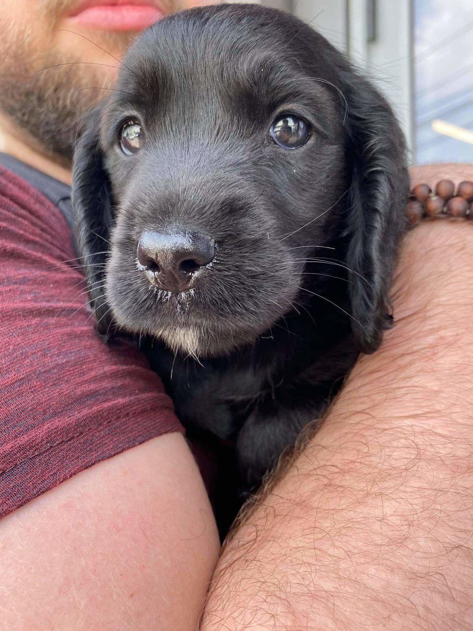 Băiețel Cocker Spaniel Englez Negru