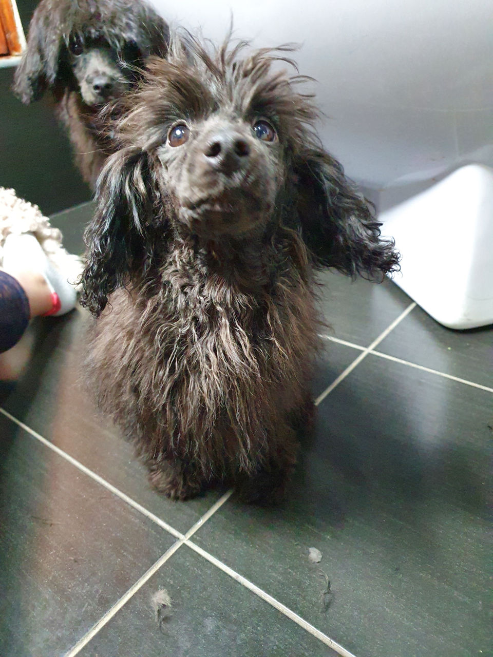 Catelusul de rasa Pudel Pitic cauta familie.