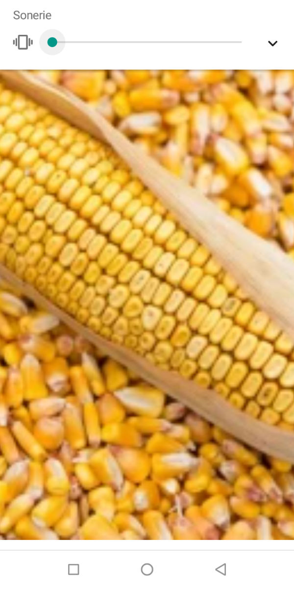 cumpăr porumb Criuleni