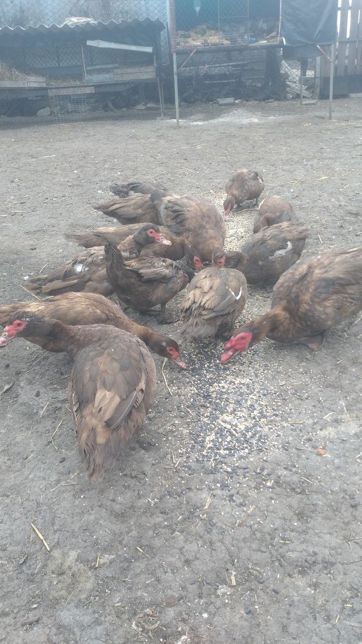 Oua de rața muta pentru incubare