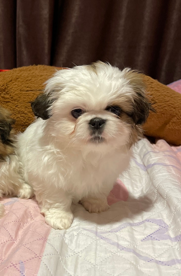 Se vinde , pechinez băiețel