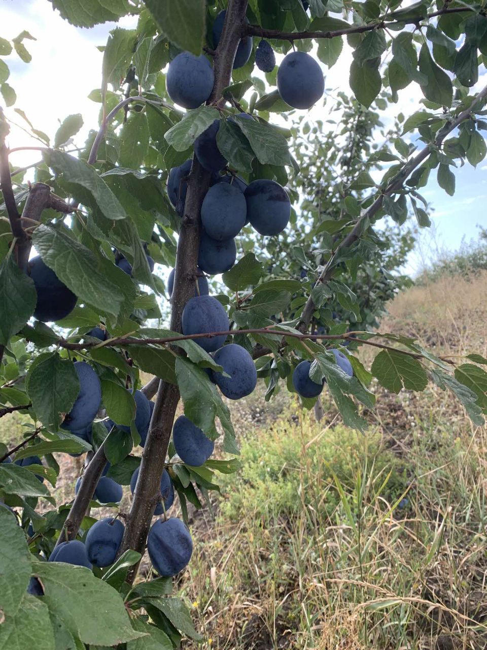 Vindem prune blue free, Orhei, 2 tone, 6 lei