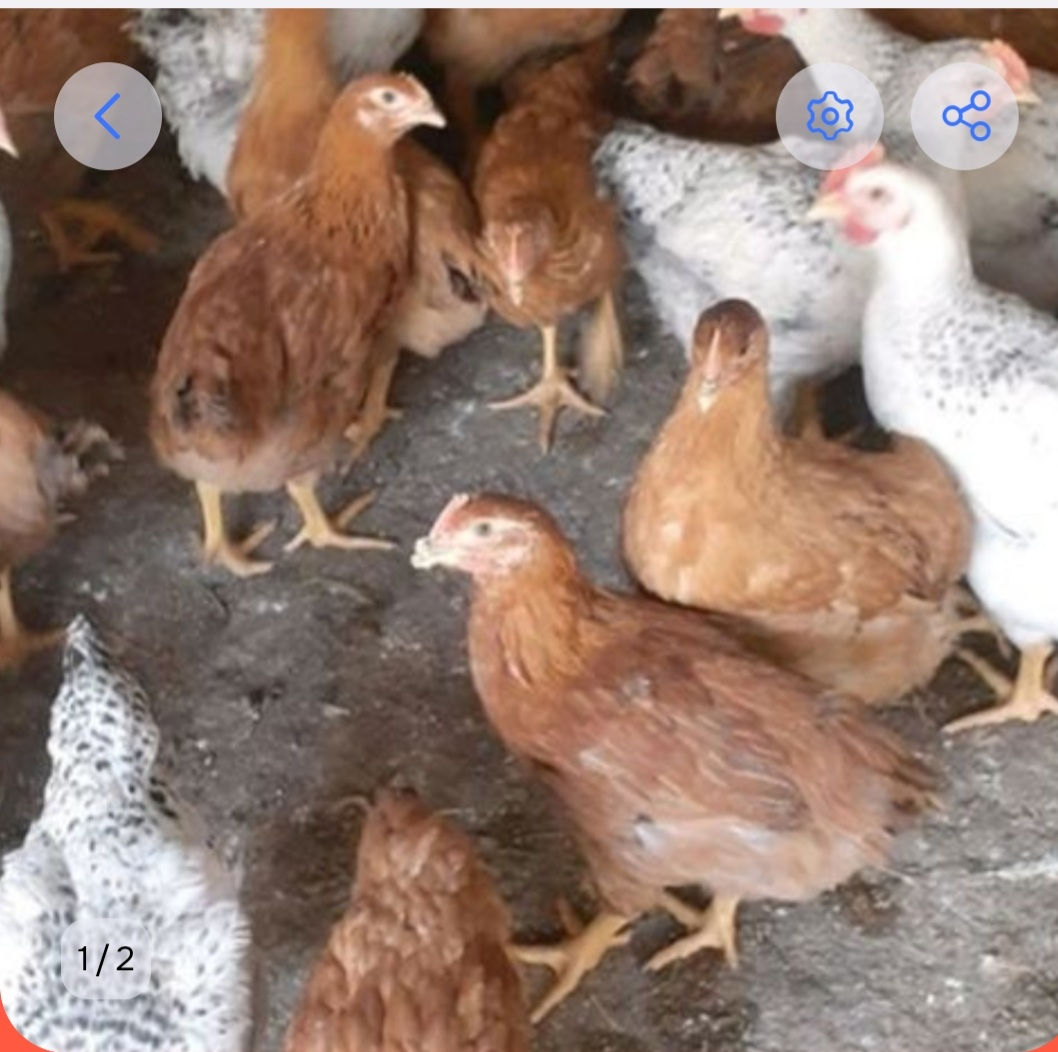 Pui Cabir Cea mai buna rasa de gaini din Moldova.rasa mascata de carne ...