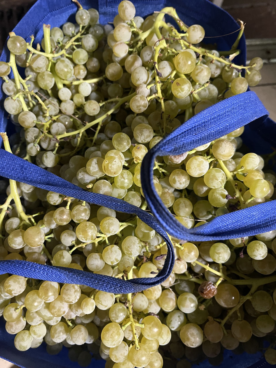 Se Vinde Poama Alba Muscat 10 lei