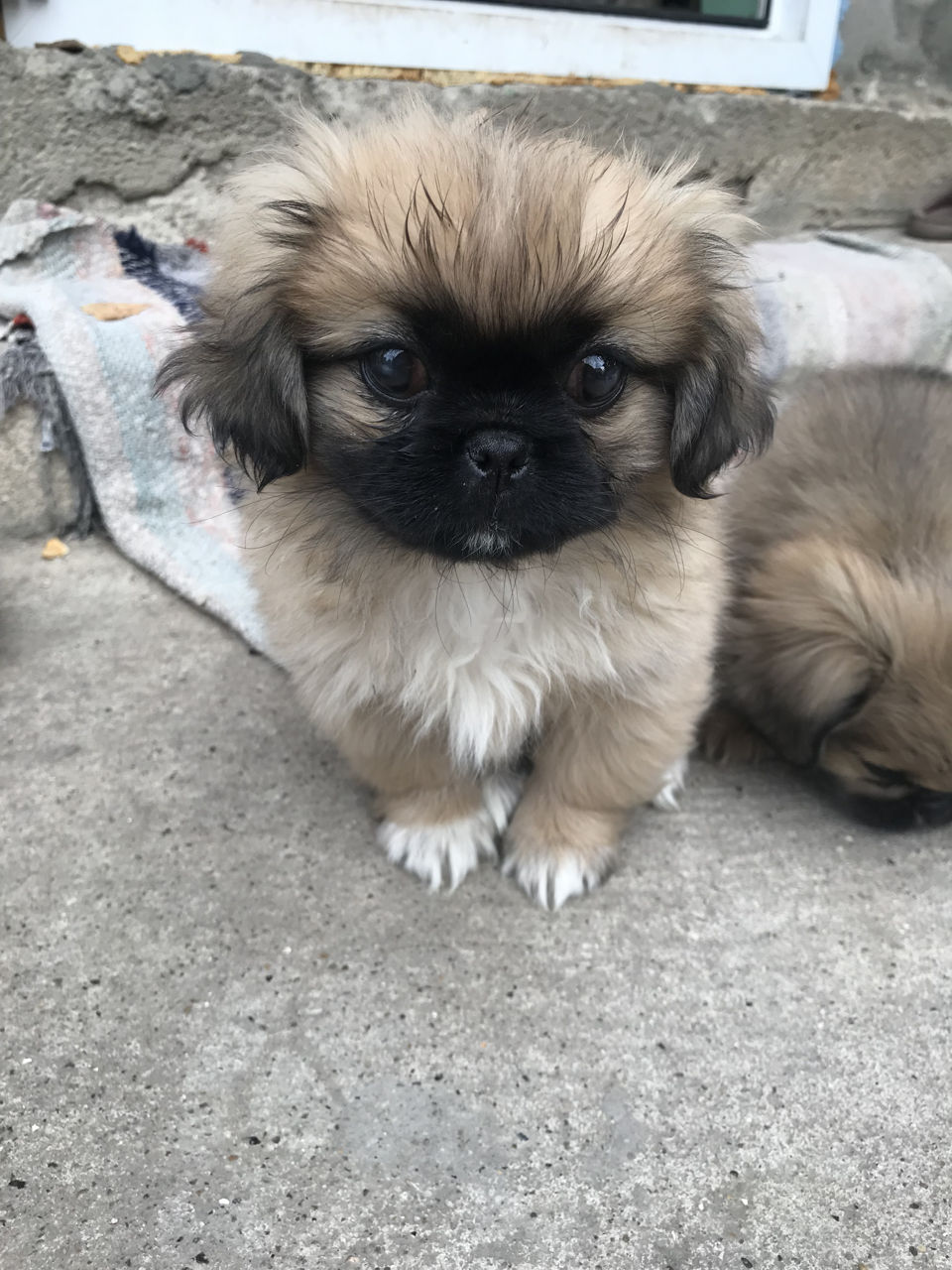 Spre vânzare rasă pichinez