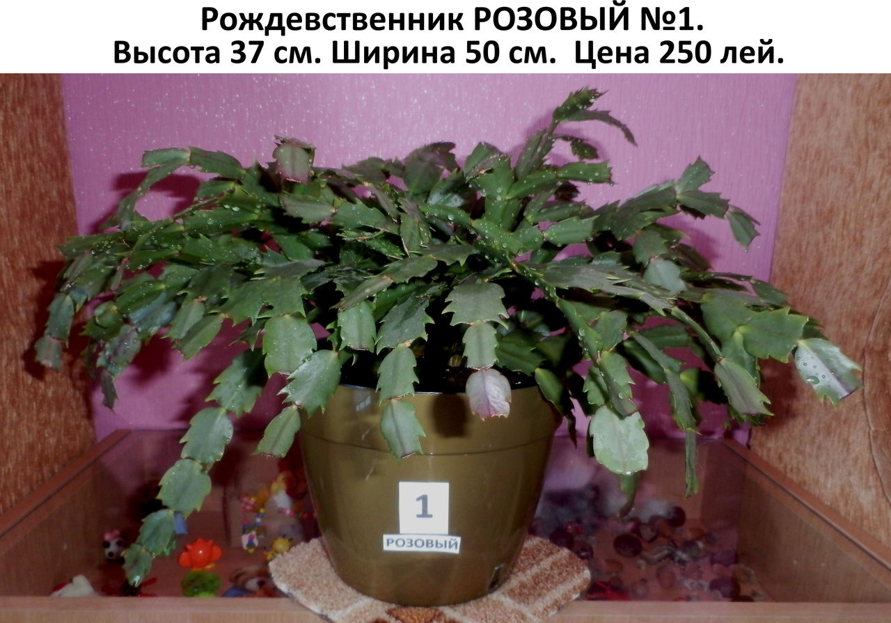 Комнатные цветы: Денежное дерево, Рождевстенники и Аспарагусы!!!