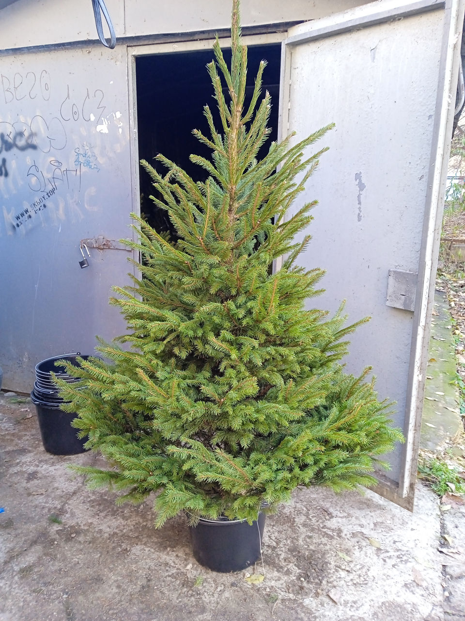 Brazi vii în ghiveci