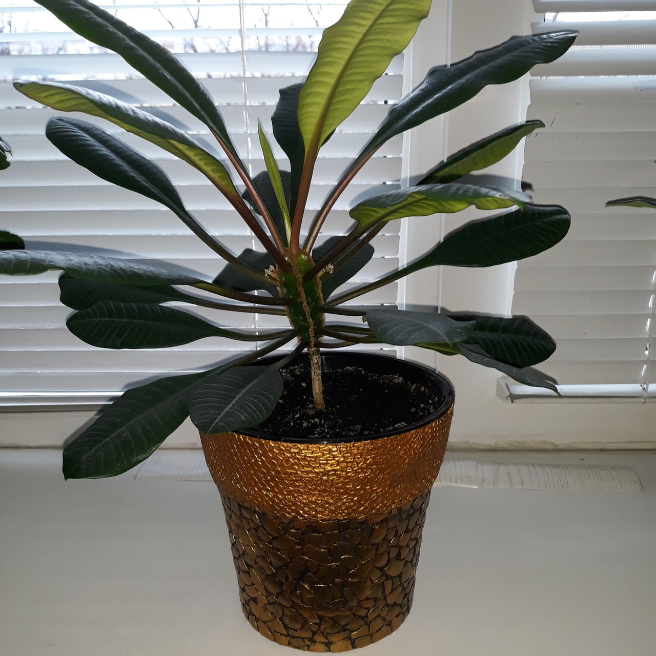 Vind floare de cameră