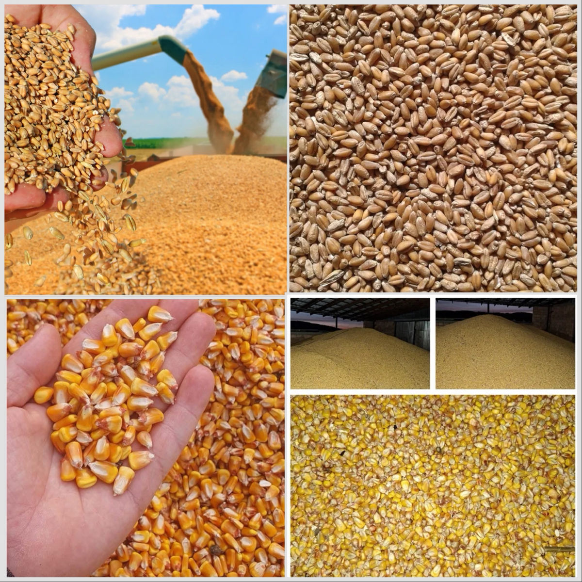 Porumb si griu de la producator, calitate superioara