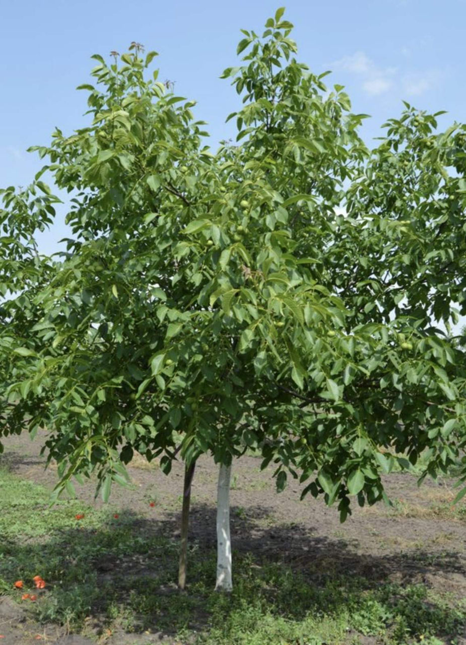 Livada de Nuci Altoiți 3 ha.