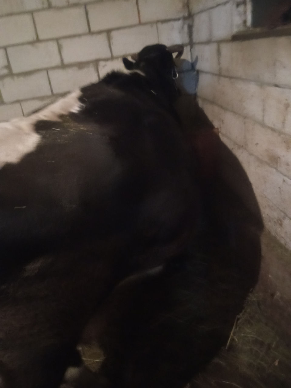 Vînd vaca cu vitel ce Niagara vaca îi de afăta la un preț bun