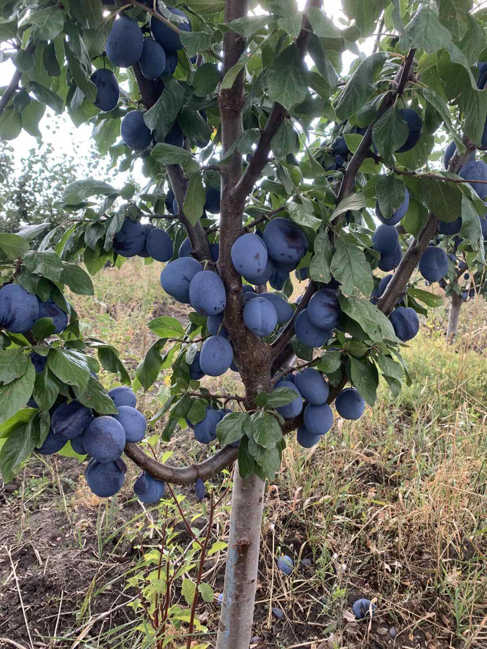 Vindem prune blue free, Orhei, 2 tone, 6 lei