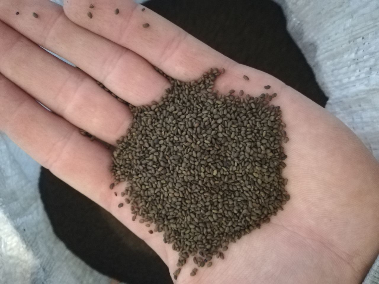 samanta de lucerna/livrare gratuita