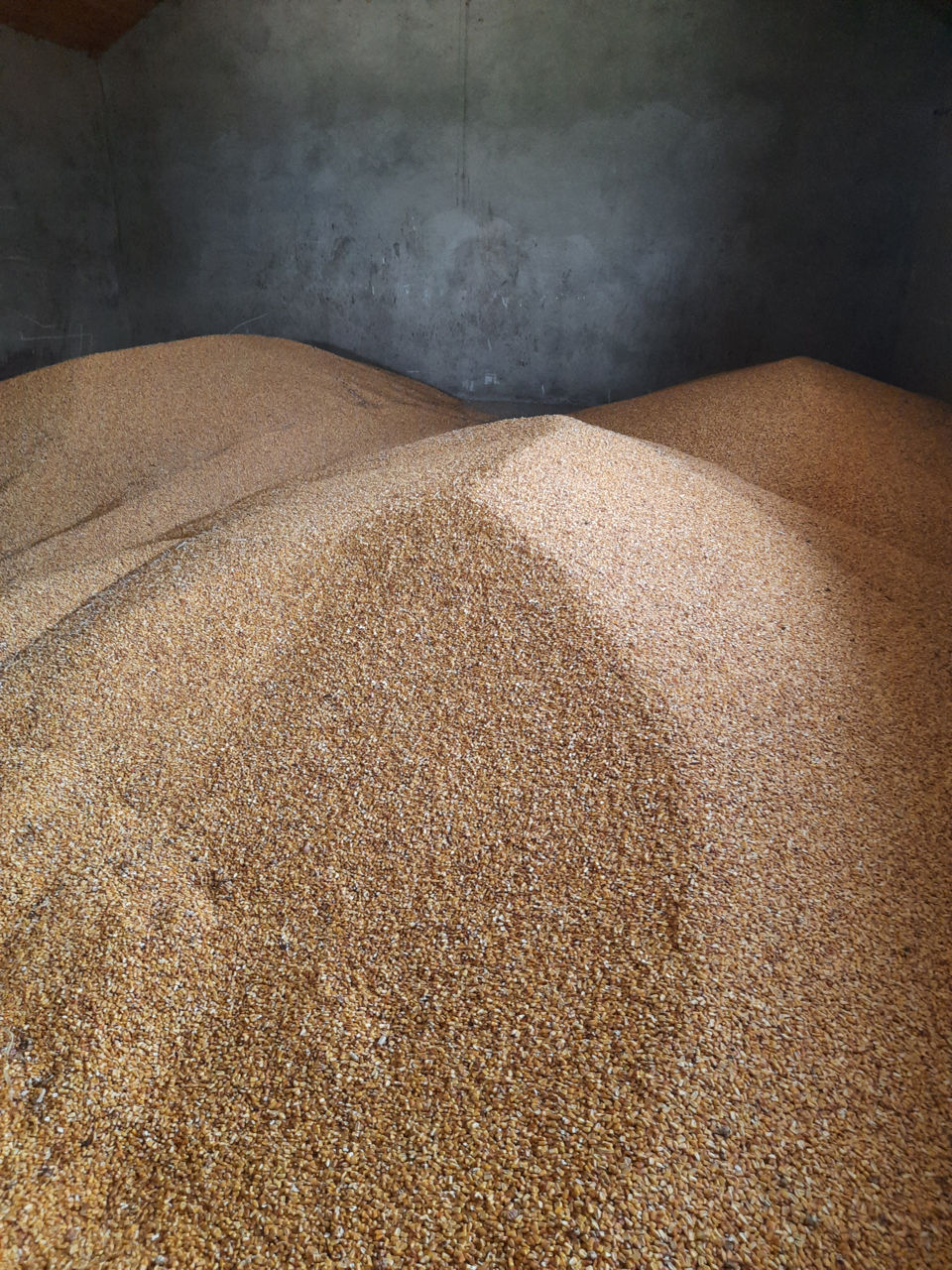 Vindem griu alimentar,porumb curat si uscat ,orz curat.4.80 kg