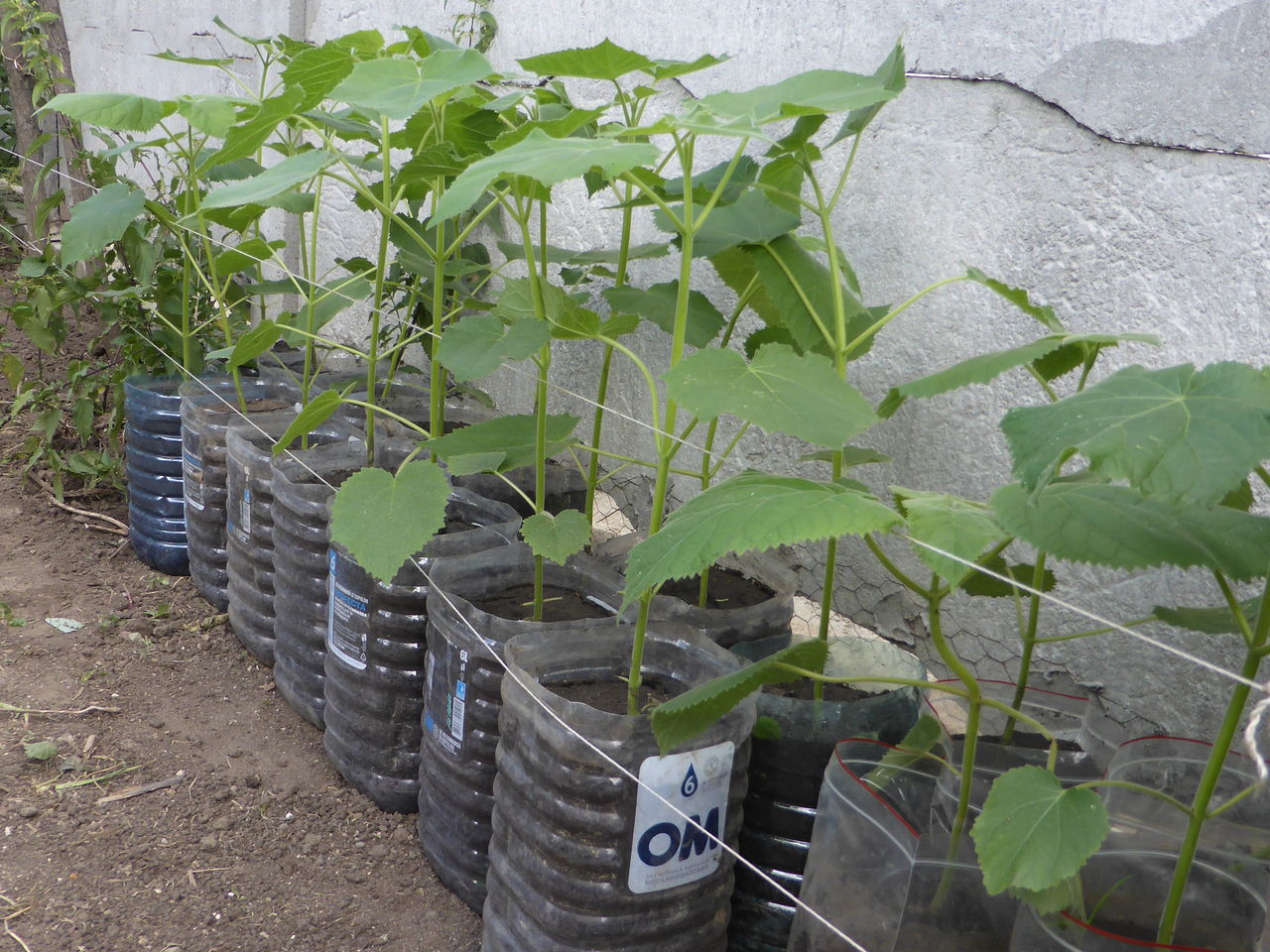Puieti Paulownia. Саженцы Павловнии с закрытой корневой системы.