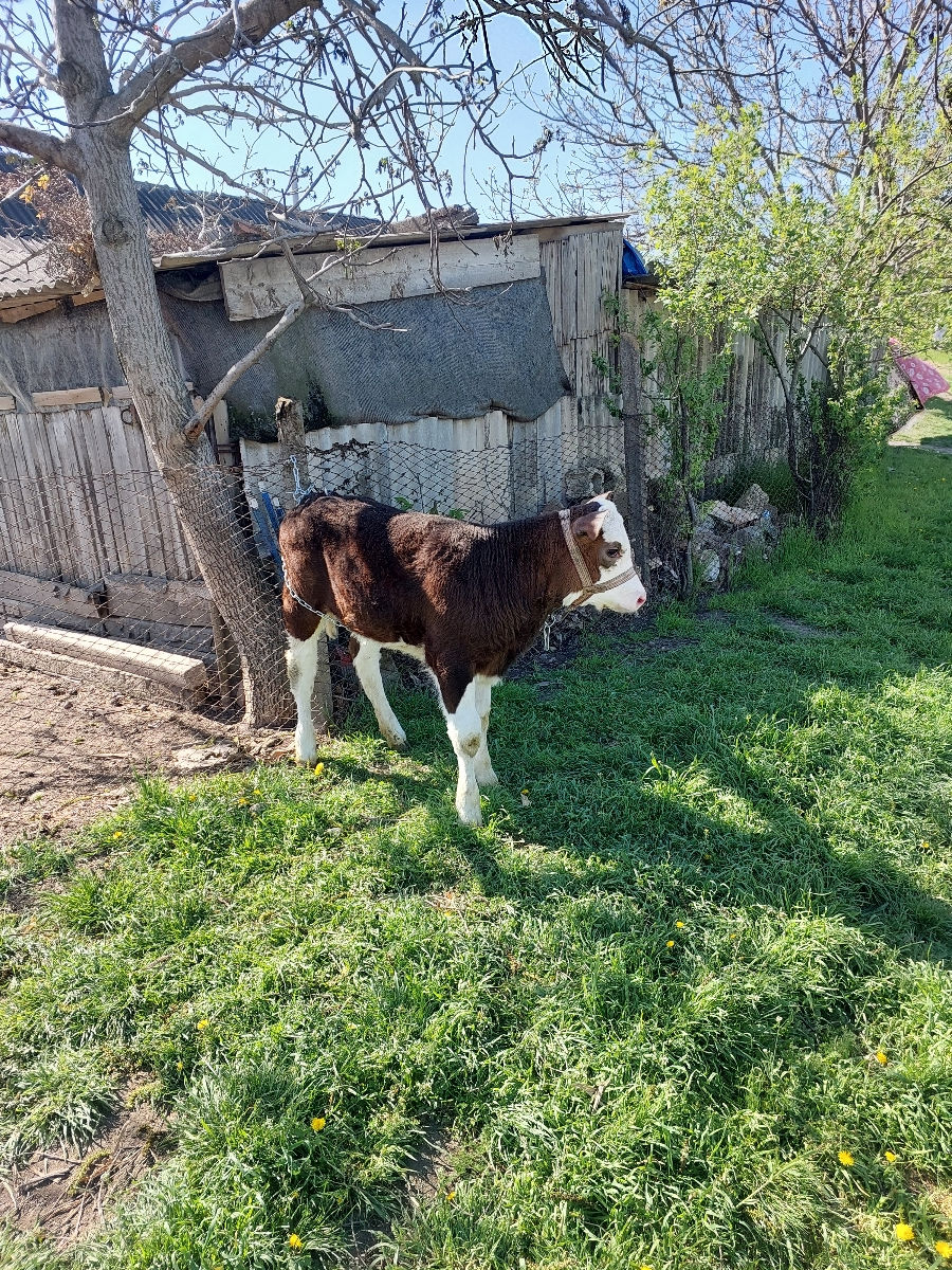 Vind vitica la crestere