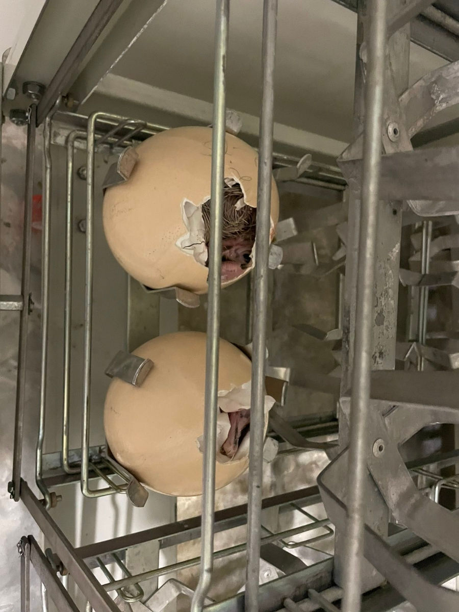 Pui de struti de o luna.