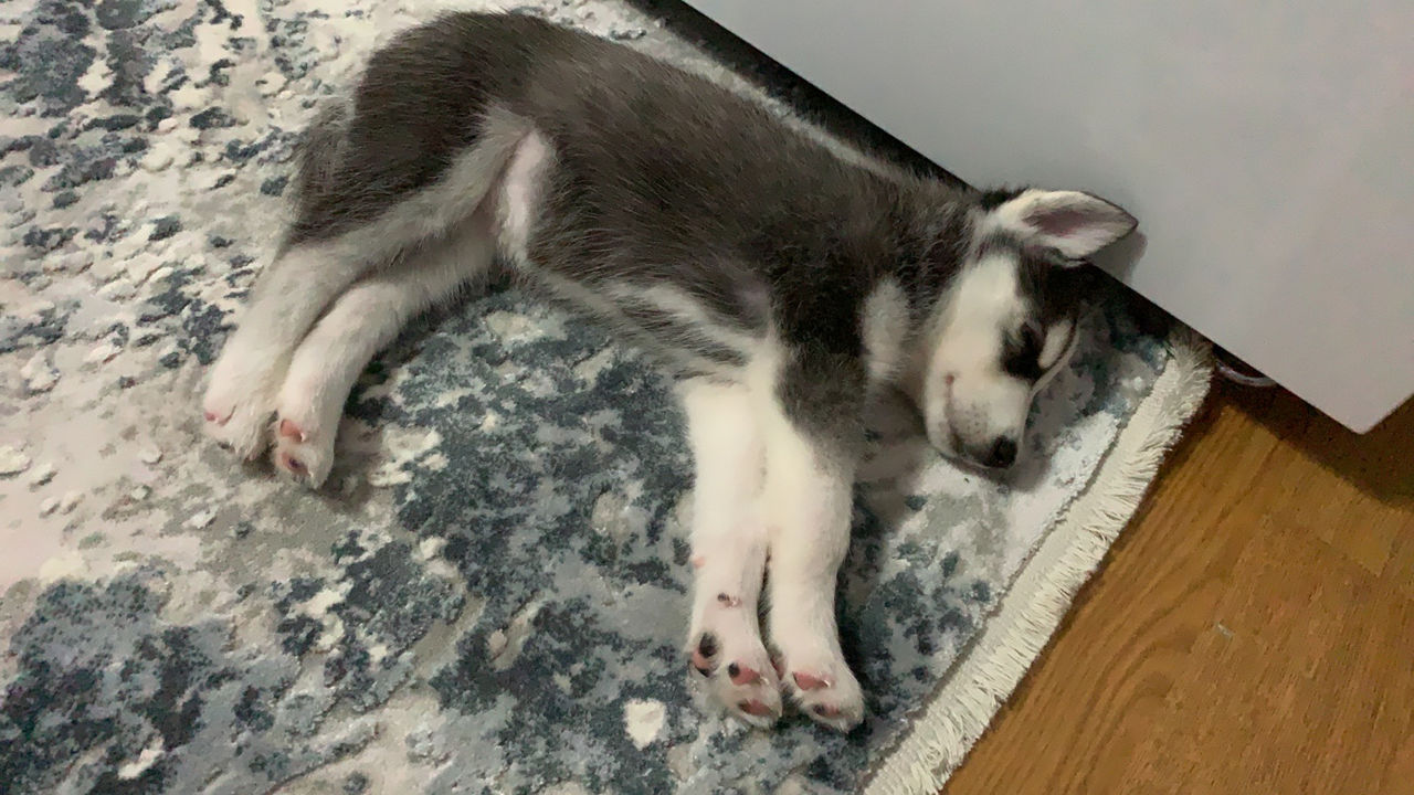 Vând câine, rasa Husky