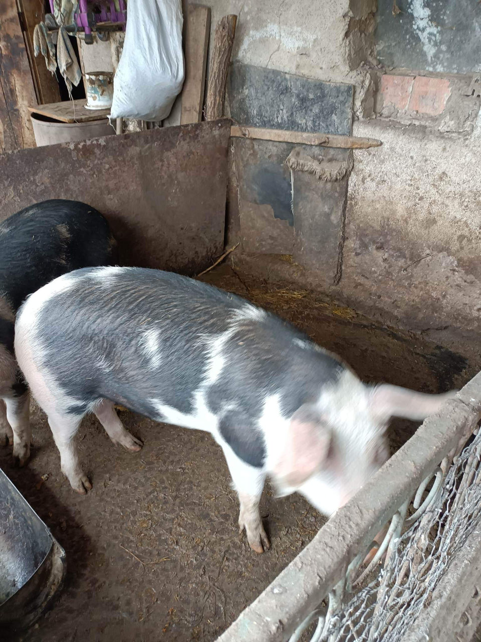 Vînd porc de 100 kg, 60 lei kg