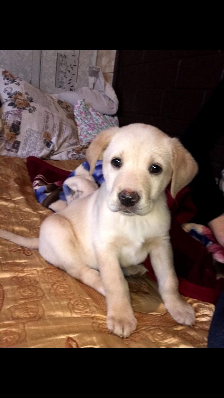 cățel Labrador