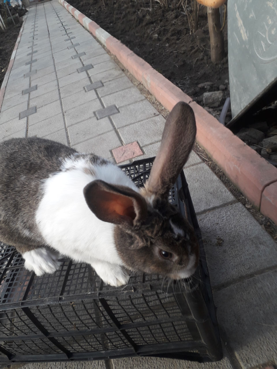 Vind iepuroi lucratori de rasa.