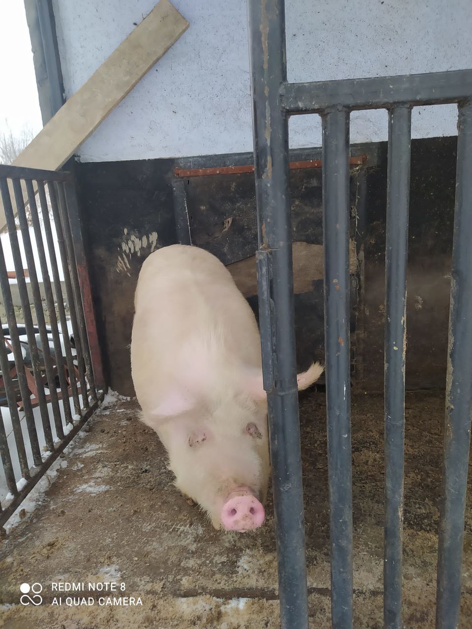 Purcica crescuta in conditii de casa