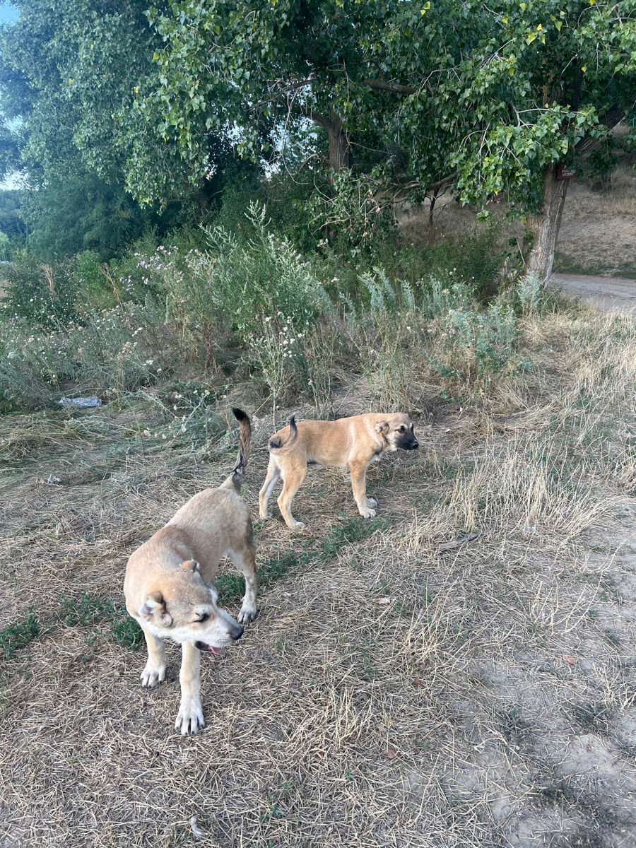 Vind Caței Rasa Kangal